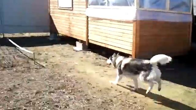 Безбашенная собака. Сибирский хаски. | 🍀 Строю САМ