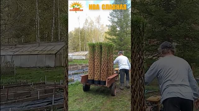 🌿 Оптовая отправка деревьев (14.05.2025)