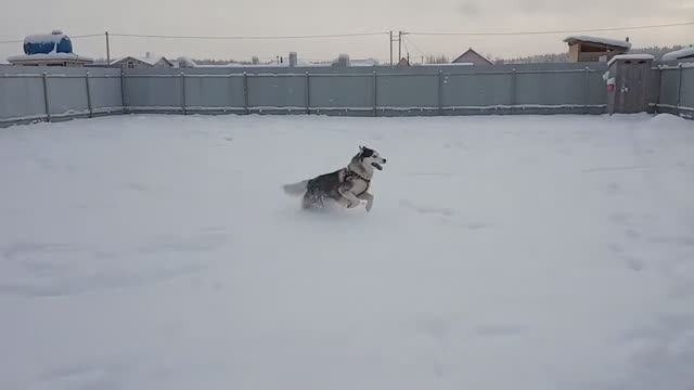 Сибирский хаски, я зайчик. | 🍀 Строю САМ