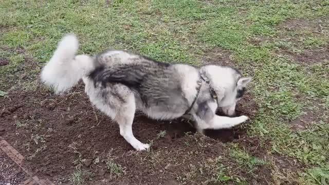 Охотник за кротами и мышами на участке. Сибирский хаски. | 🍀 Строю САМ