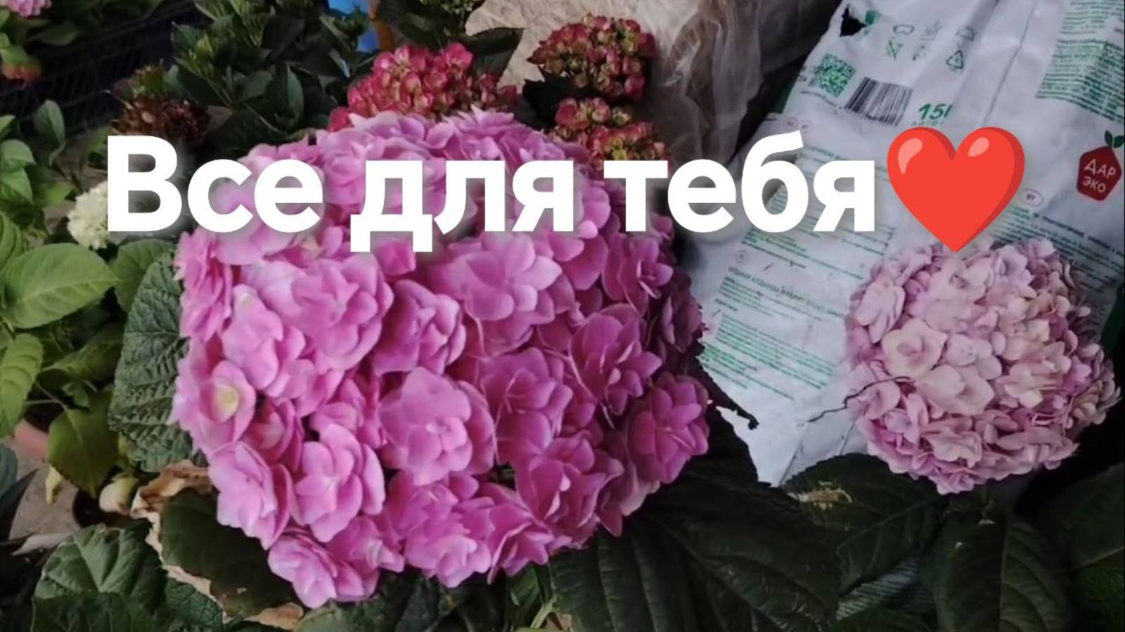 Эти красавицы для Вас!!! Гортензии крупнолистные! Гортензии метельчатые!!!