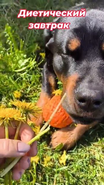 #Shorts Диетический завтрак ! #забавныеживотные
