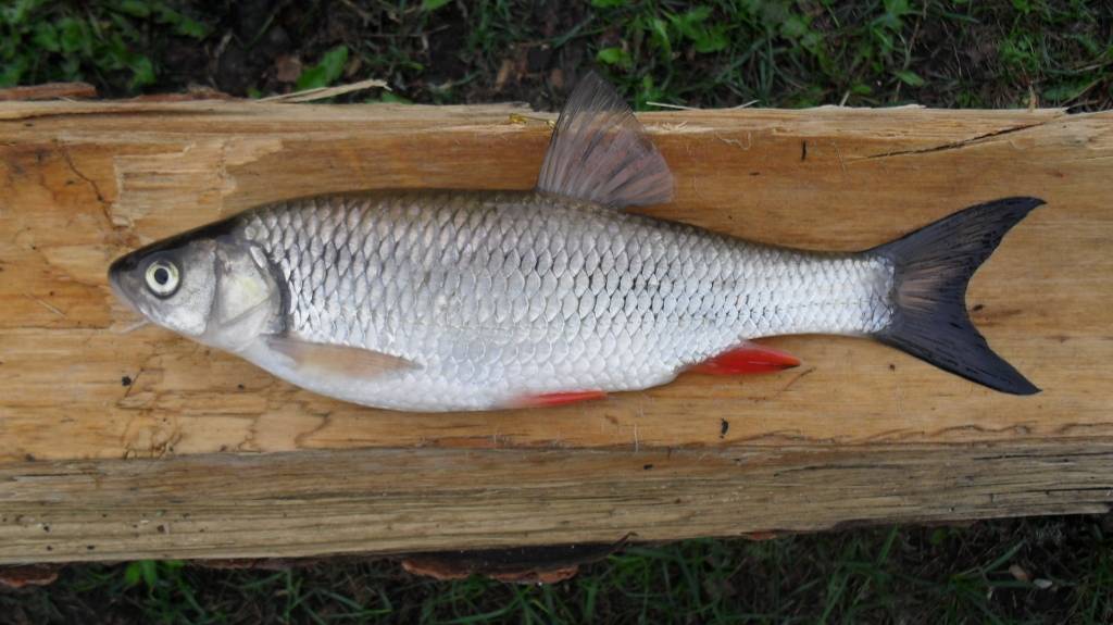 Рыболовная снасть ''кораблик''