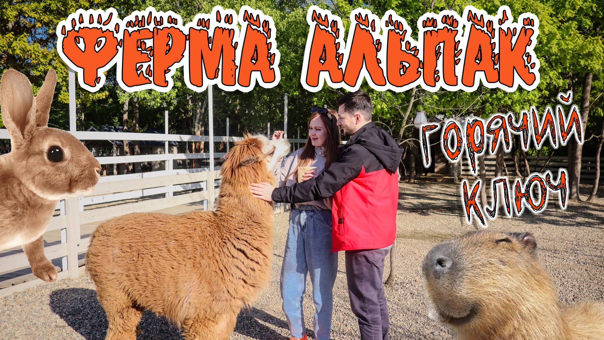 ФЕРМА АЛЬПАК В ГОРЯЧЕМ КЛЮЧЕ