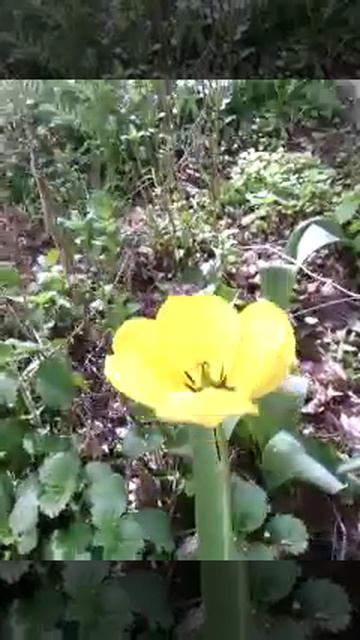 Тюльпаны красные и жёлтый _20250421_105354