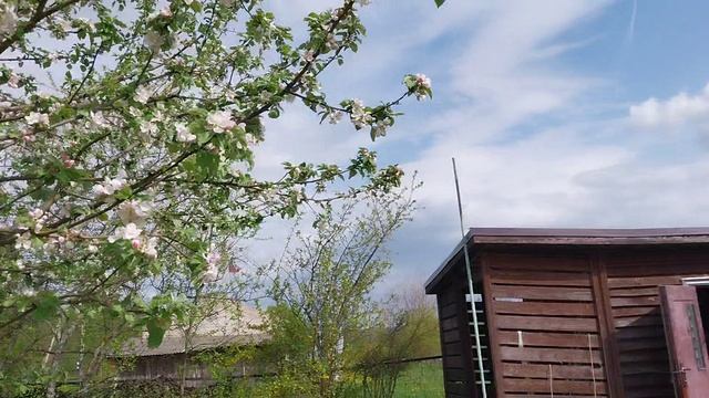 20-05-2025 . Дачные заботы⚘️🌼🌸