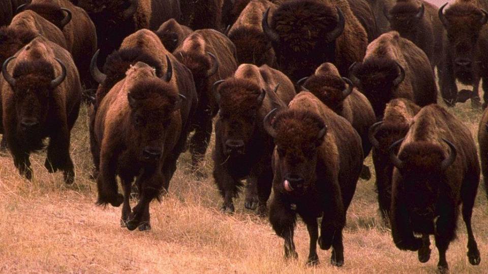 Если бы не дикари