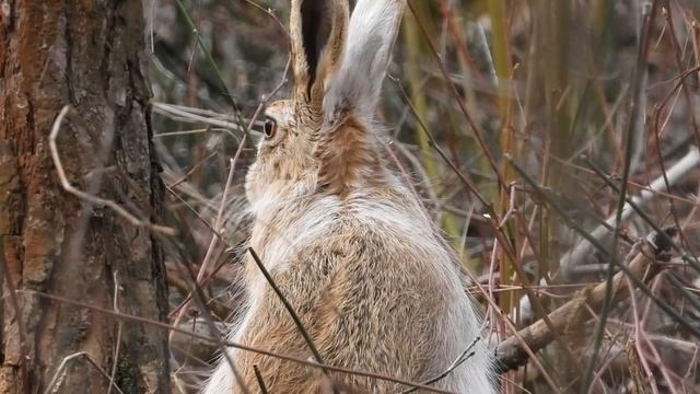 трапеза ушастого
