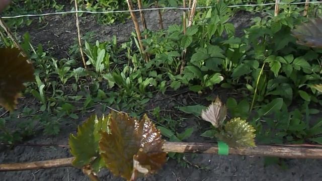 17. Виноград начал рост. 4 часть.