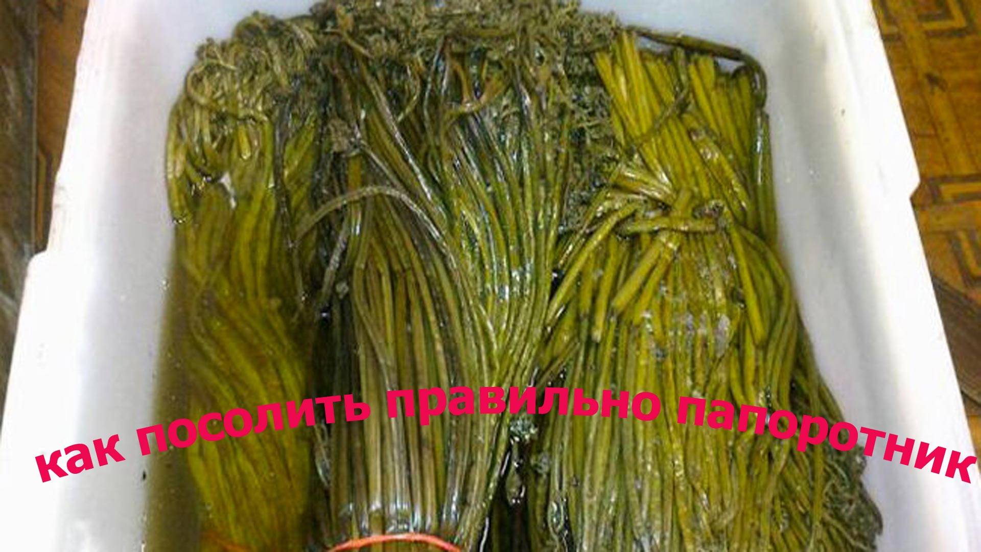 Посол папоротника. Засолка папоротника.
