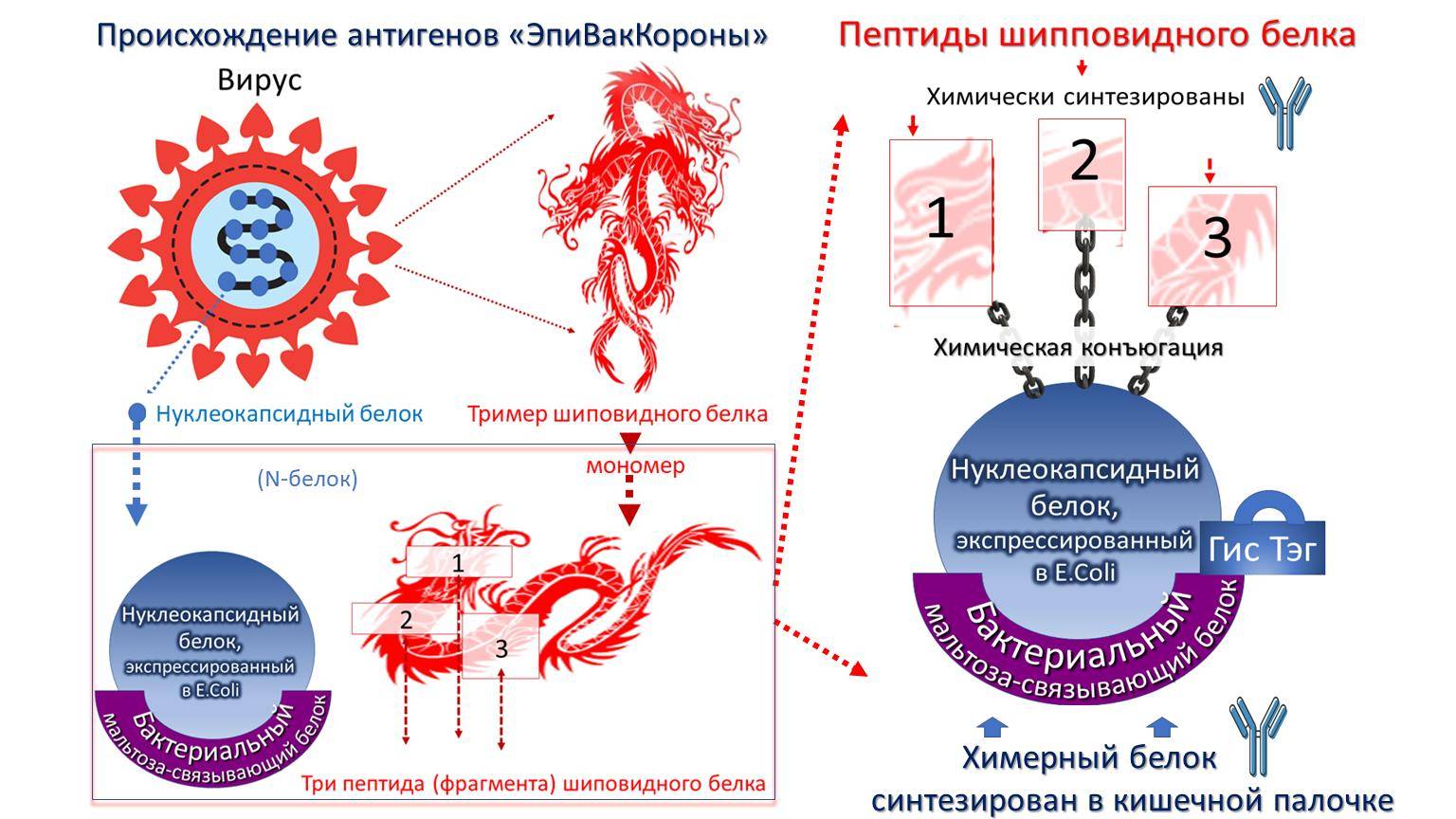 Вакцина «ЭпиВакКорона» — фуфло?