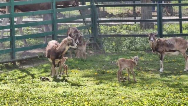 🐐 Семейство европейских муфлонов пополнилось сразу пятью детенышами!