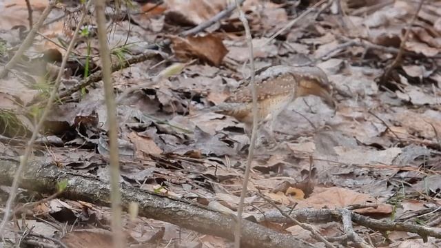 вертишейка