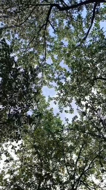 Яблоневая аллея