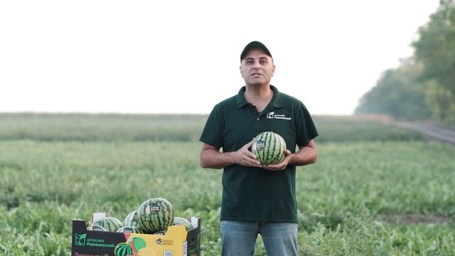 Бессемянный желтый арбуз - сорт Пекин, ищите в супермаркетах России