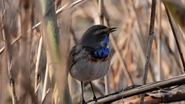 варакушка поёт