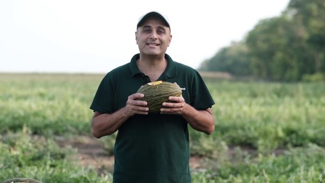 Дыня Пьель де сапо - диковинка, которая вас порадует