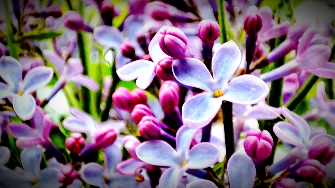 В поисках пяти лепестков