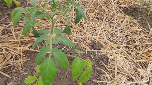 Супер подкормка для томатов на весь сезон. Дёшево и очень эффективно. Урожай удивит.