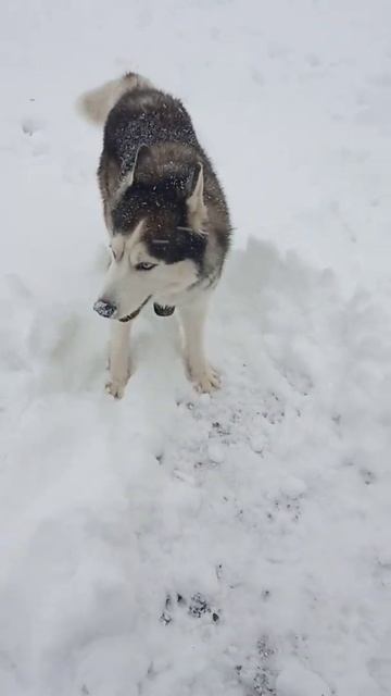 Сибирский хаски, я зайчик, я безбашенный зайчик. | 🍀 Строю САМ