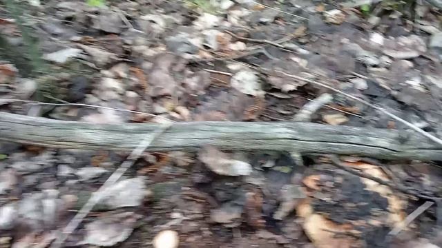 Поездка по грибы. "Тихая охота" удалась!