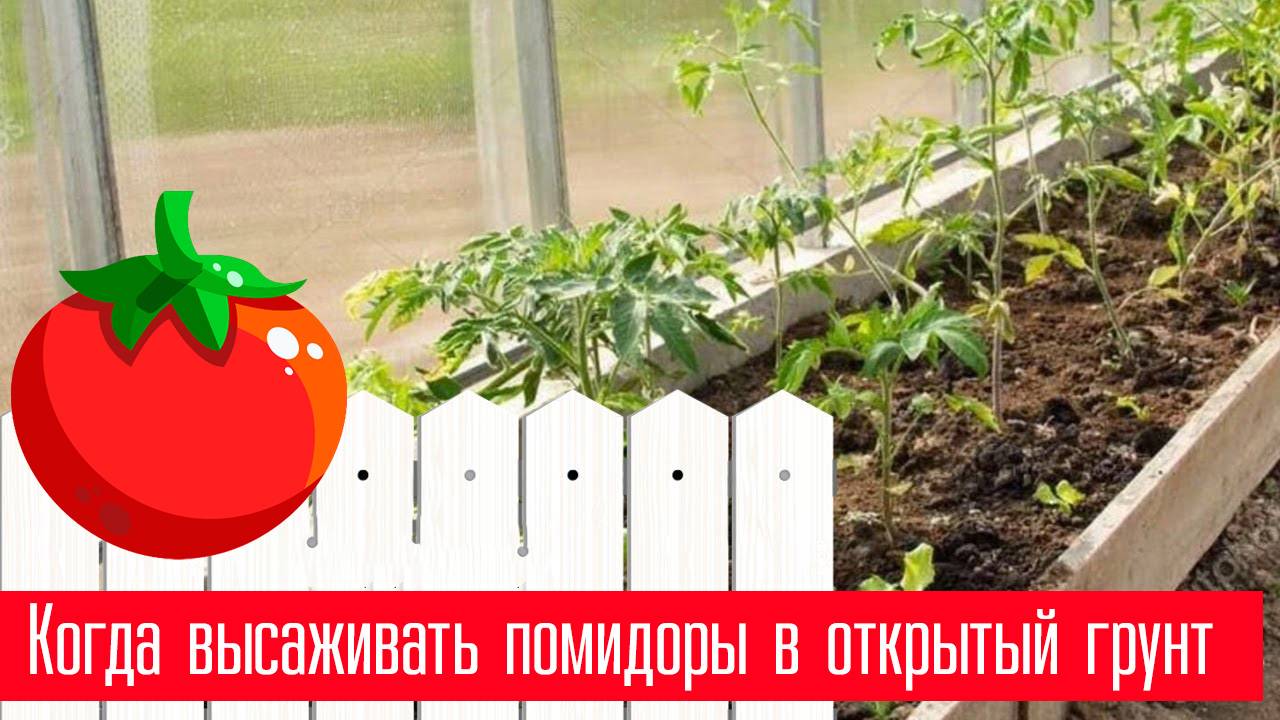 Когда Высаживать Помидоры в мае 2025 года в открытый грунт