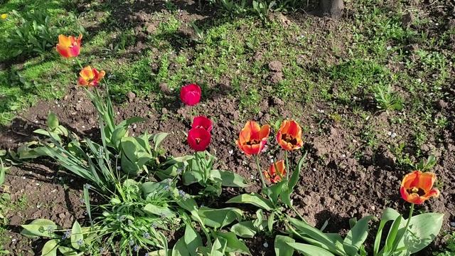 Обрабатывала завязью яблони и груши по цветам и решила сделать обзор