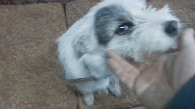 Собака сторож