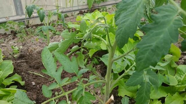 Тормозит ли рост томатов и время их цветения посадка с заглублением статье.