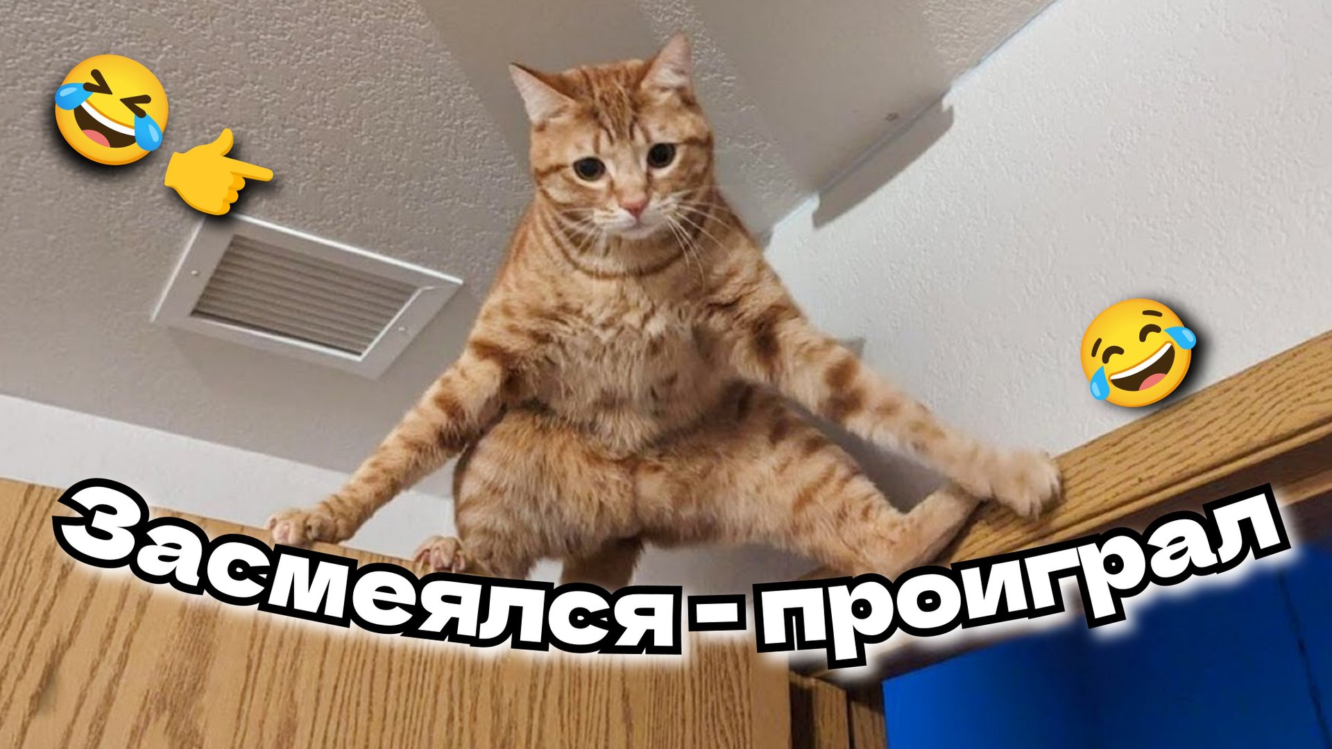 Смешные видео | приколы с животными 2025 #12