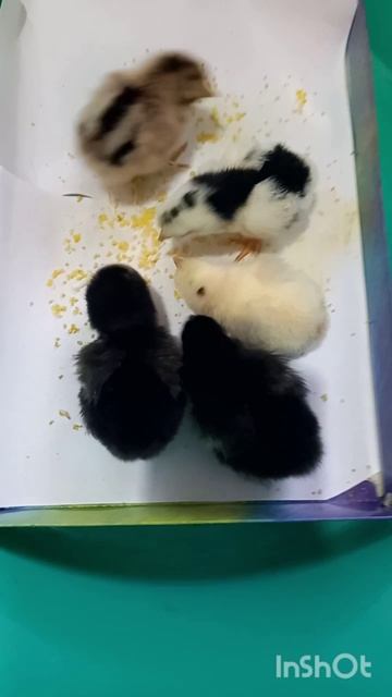 Цыплята  с квочкой.