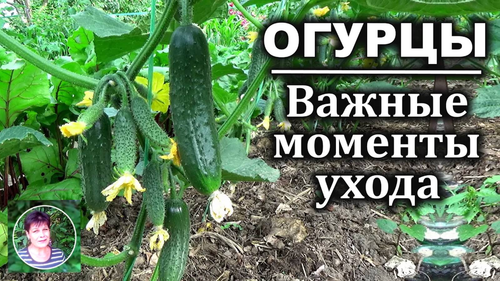 Что обязательно нужно знать при выращивании огрурцов