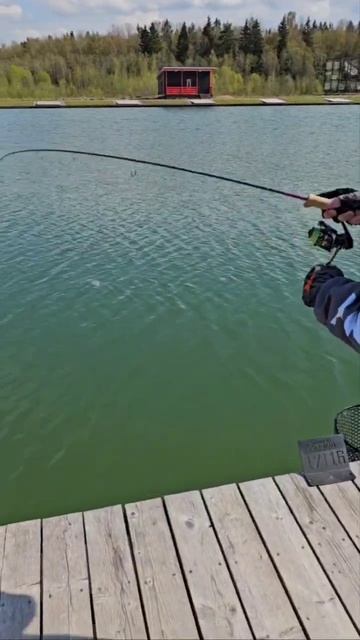 Форель на крупную блесну