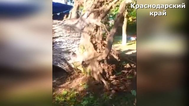 Ураган в Краснодарском крае! Шквалистый ветер повалил деревья, порвал электропровода