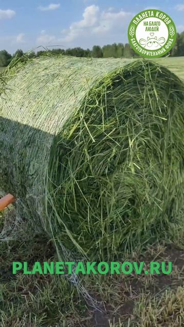 Первый сенаж для коровушек!