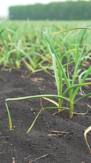 КУДА ДЕЛСЯ СОРНЯК! #борьбассорняками #чистоеполе #агротехнологии #фермер #урожай