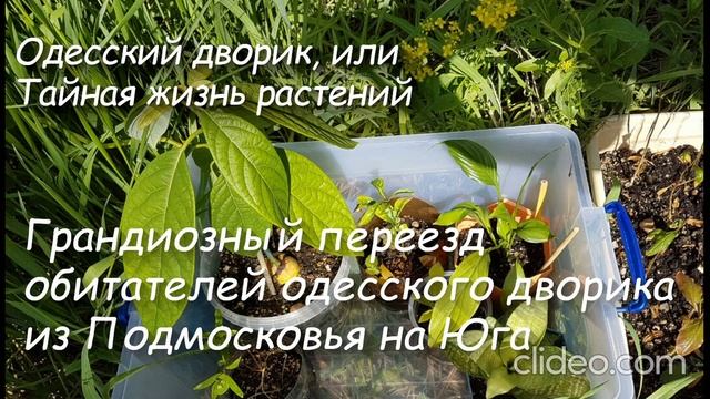 Грандиозный переезд обитателей одесского дворика из Подмосковья на Юга. Фрагмент аудиокниги