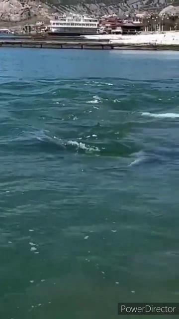 🐬 Дельфины в Судакской бухте. Крым, Судак, 18-05-2025 год.