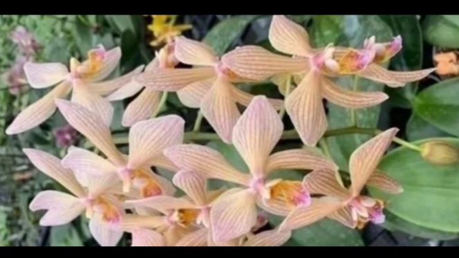 П-7. Ч-5. Фаленопсис  Aphrodita + Soin  Yuan Guwon Borinity после пересадки из мха в керамзит