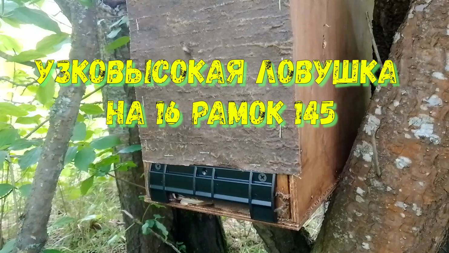 Поймал первый рой в узковысокую ловушку на 16 магазинных рамках