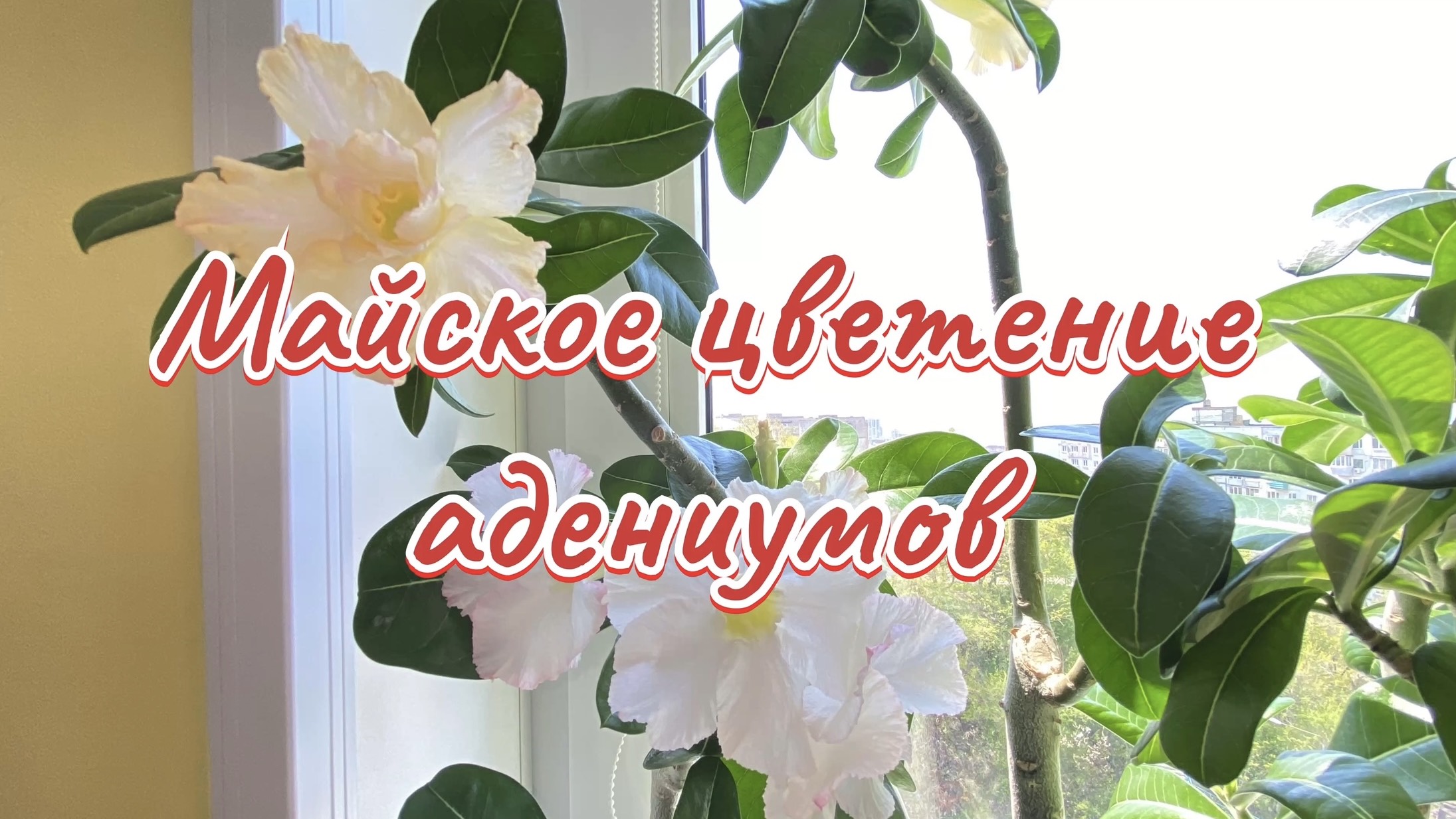 Адениумы начали цветение в мае. Какие цветочки меня порадовали? 20 мая 2025 г.