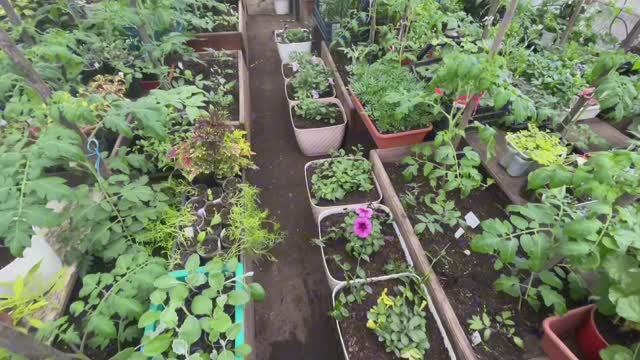 🏡 Огородно-тепличный Vlog. 
Миксую цветы и высаживаю их на постоянное место.