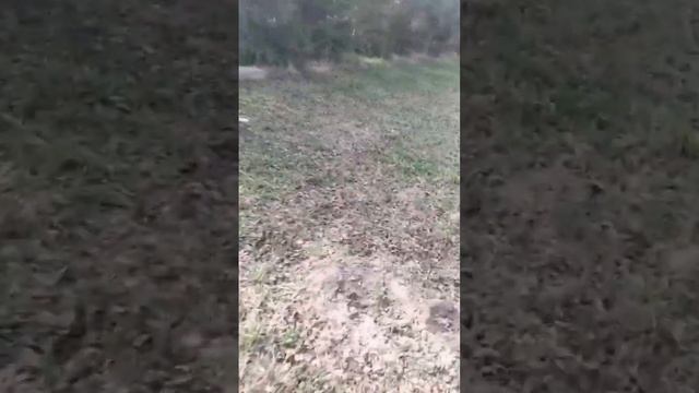 Результаты обучения на курсе "Искусство позитивной дрессировки"
