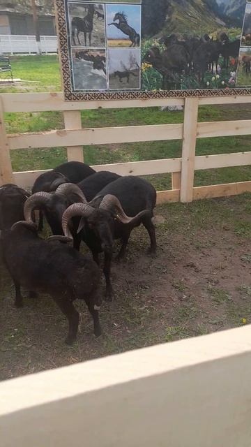 Выставка животных на день возрождения карачаевского народа (2025 год)