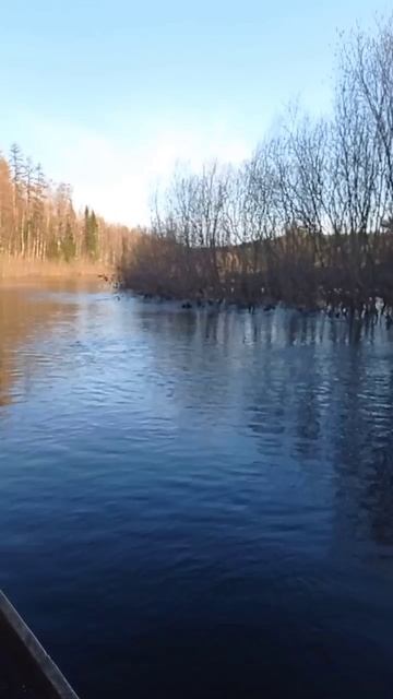 Молевой сплав и катища.