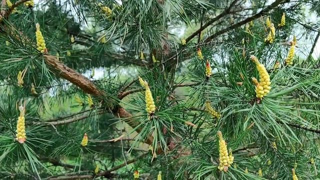 Цветущая сосна. Как цветёт сосна