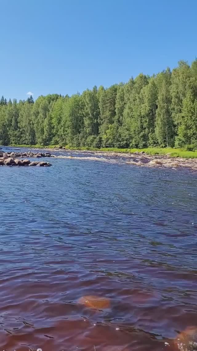 Карелия 2024. Река Шуя. Сойважпорог. Июль 2024г (Часть 1)