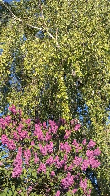 Сирень и береза