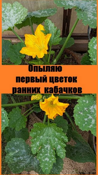Чтобы завязался первый кабачок, кисточкой опыляю его искусственно!