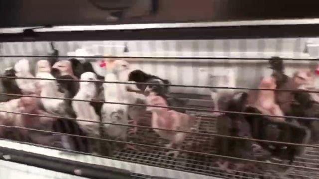 "Пятый вывод в брудере - полёт нормальный!!"